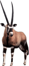 Gemsbok | Big Buck Hunter Wiki | Fandom
