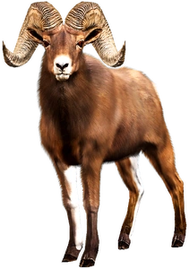 Bighorn Sheep | Big Buck Hunter Wiki | Fandom
