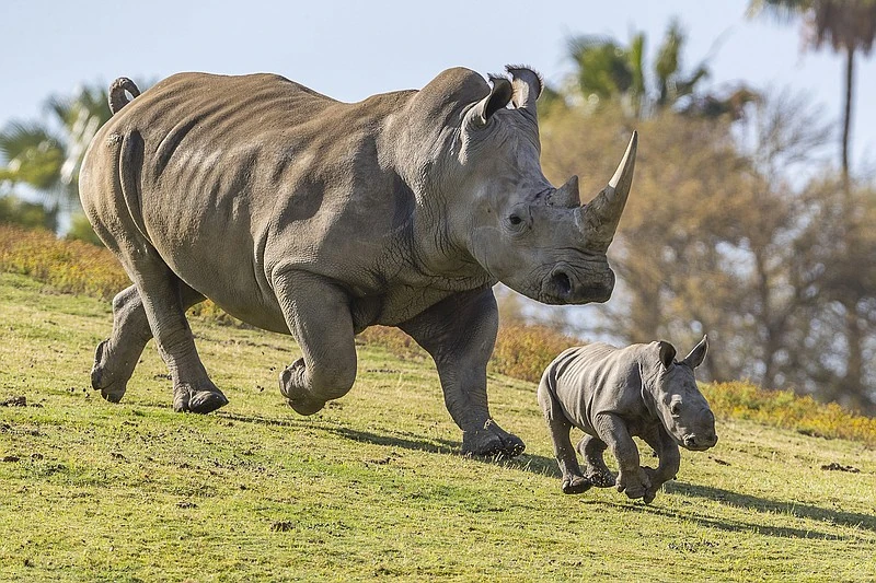 White Rhinoceros | Big Buck Safari Wiki | Fandom