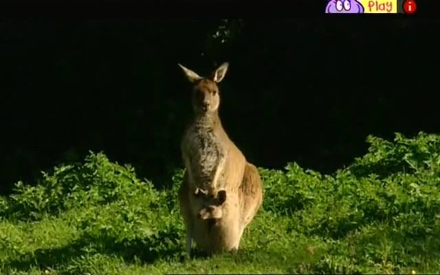 Kangaroo | Big Cook Little Cook Wikia | Fandom