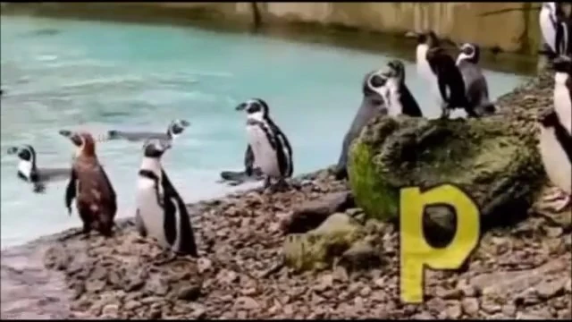 Penguin | Big Cook Little Cook Wikia | Fandom