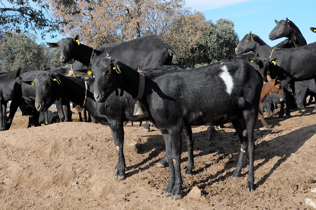 Three Billy Goats Gruff | Big Cook Little Cook Wikia | Fandom