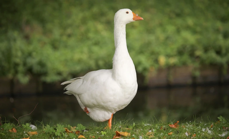 Golden Goose | Big Cook Little Cook Wikia | Fandom