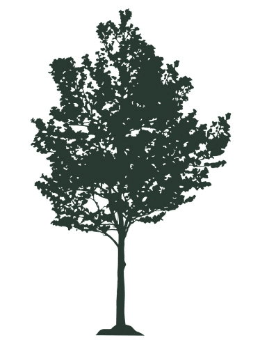 Big Tree Wiki | Fandom