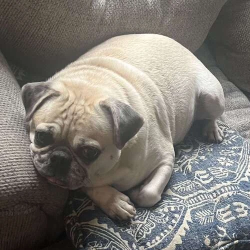 Lucas | Big Brother Inc. Wiki | Fandom