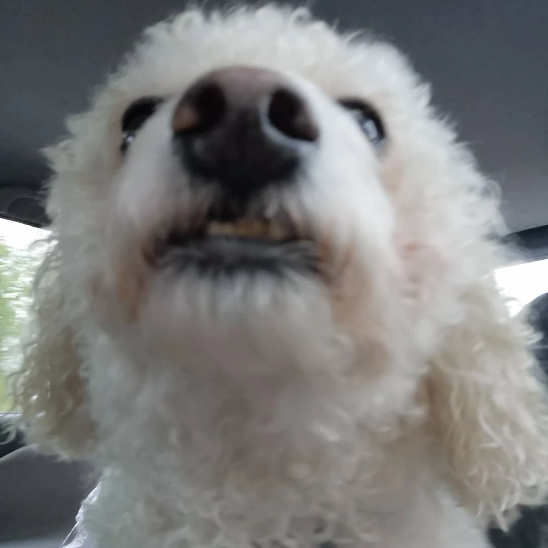 Charlie | Big Brother Inc. Wiki | Fandom