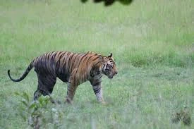 Kalua | Big Cat Wiki | Fandom