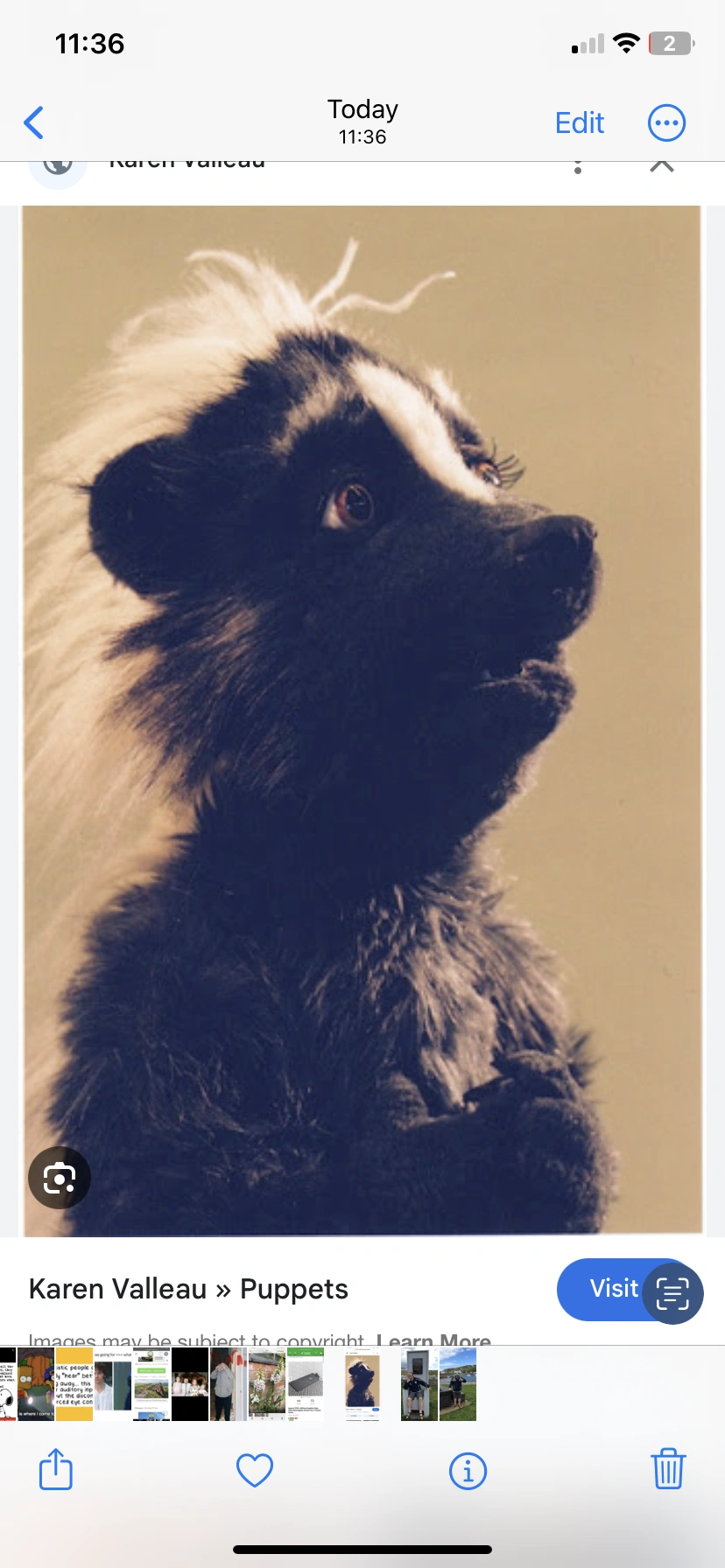 Pepper the Skunk | Big Cat Wiki | Fandom