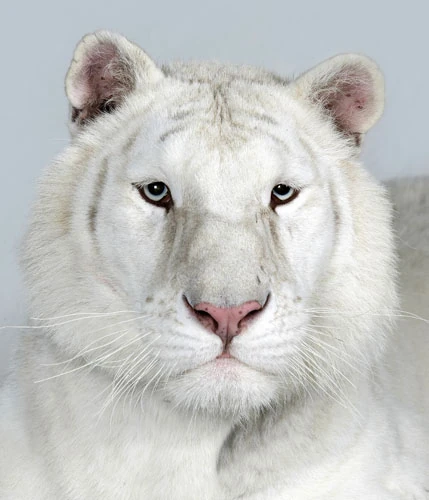 Sundari | Big Cat Wiki | Fandom