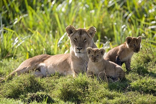 Tamu | Big Cat Diary Wiki | Fandom