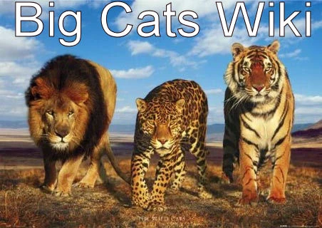 Big Cats Wiki | Fandom