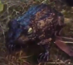 Future Frog (Main Timeline) | BigChill10 Wiki | Fandom