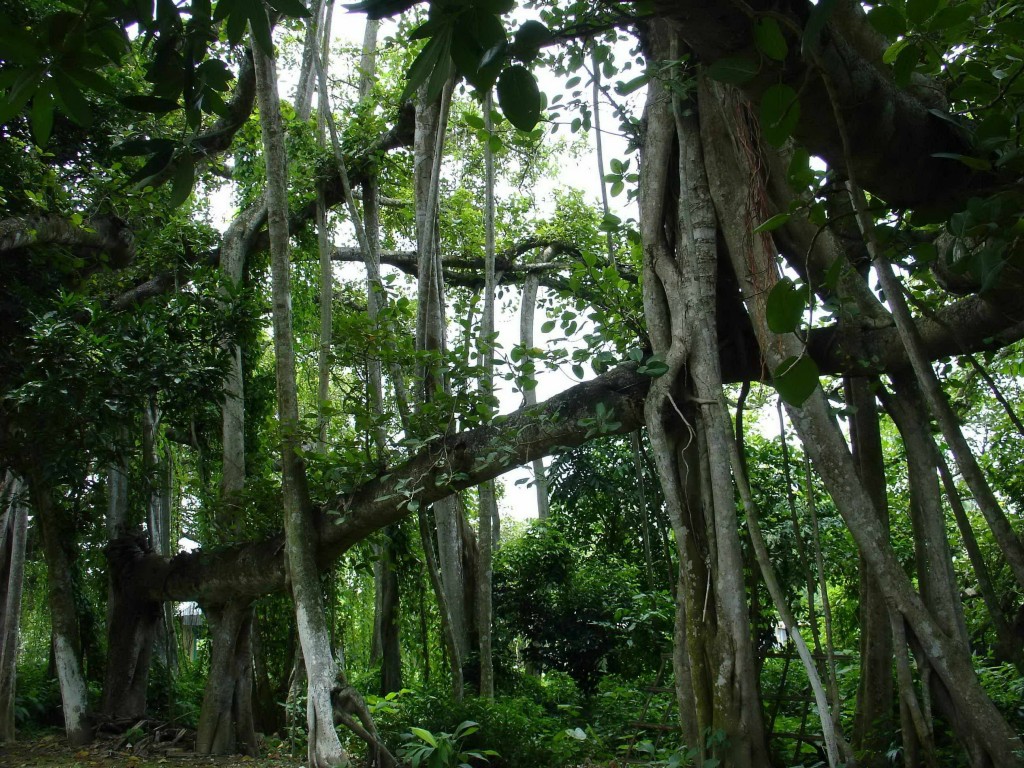 Ban-manush | Bigfoot Wiki | Fandom