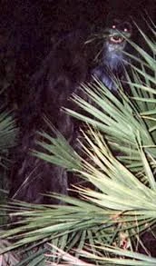 Skunk ape | Bigfoot Wiki | Fandom