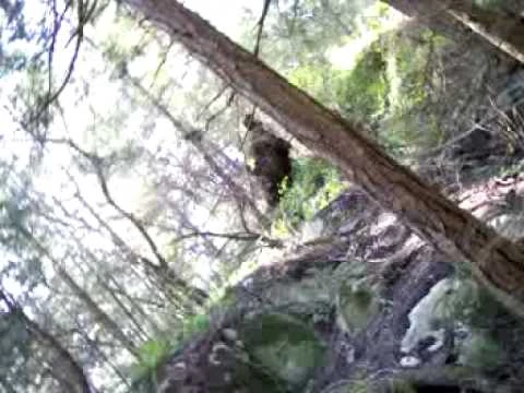 Sasquatch | Bigfoot Wiki | Fandom