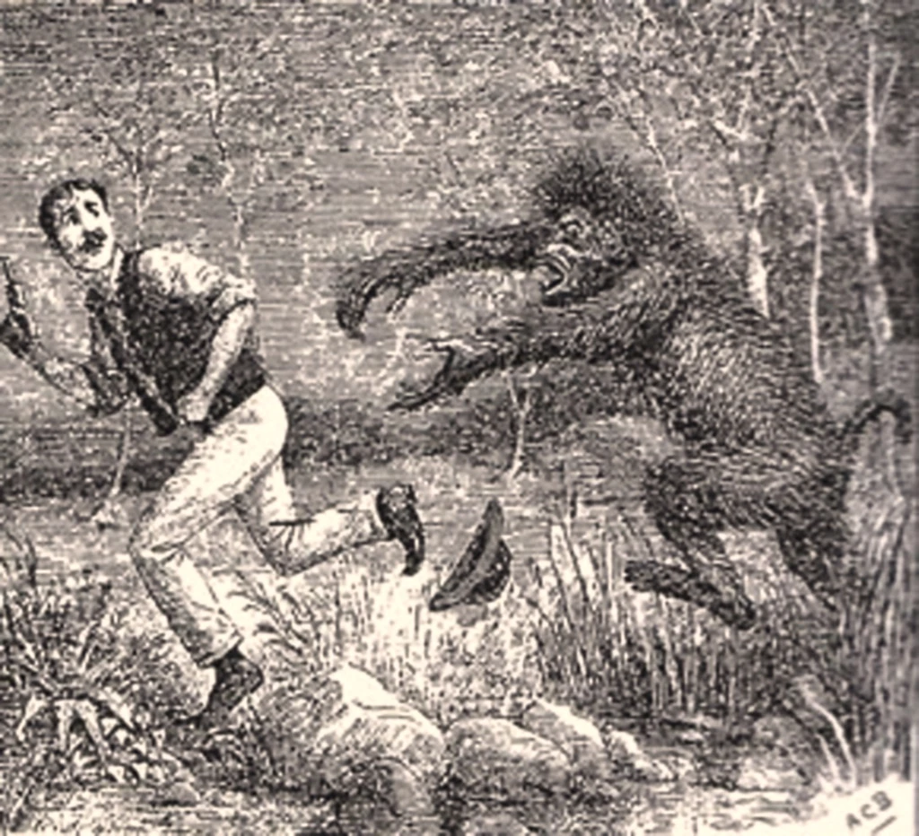 Yowie | Bigfoot Wiki | Fandom
