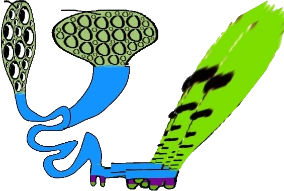 Kevin | Bilson Wiki | Fandom