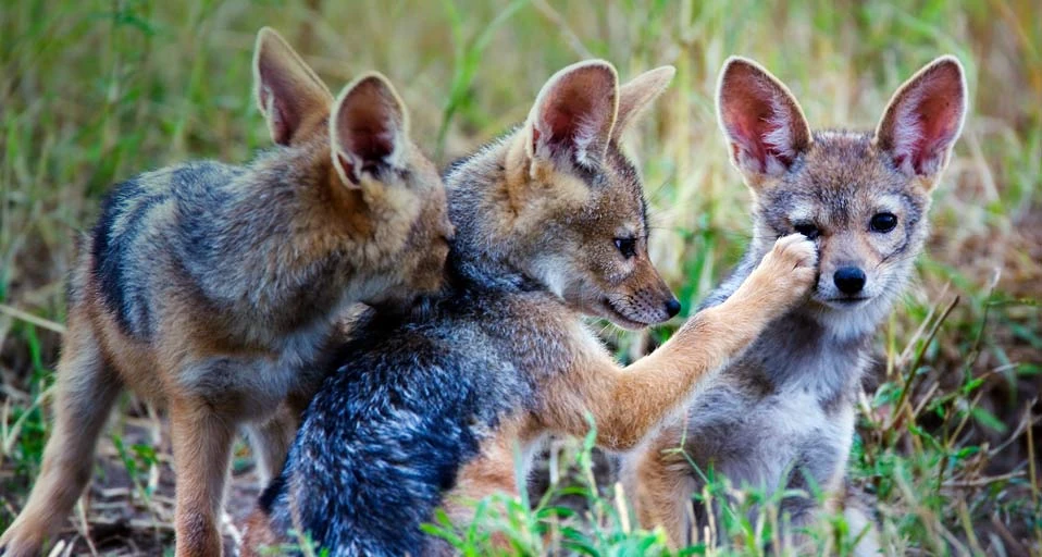 Paw Face Trio | Bing Wiki | Fandom