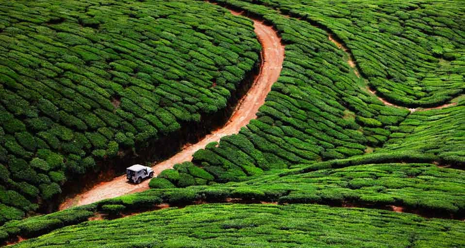 India Tea Plantation | Bing Wiki | Fandom