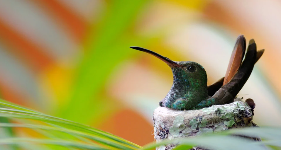 Hummingbird Costa Rica | Bing Wiki | Fandom