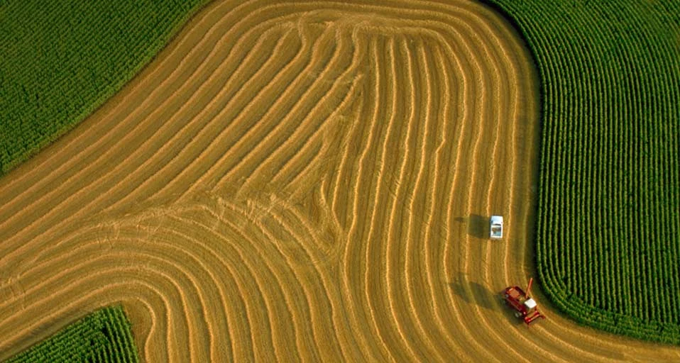 Oat Field | Bing Wiki | Fandom