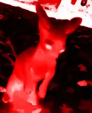 Bingus | Binguston Wiki | Fandom