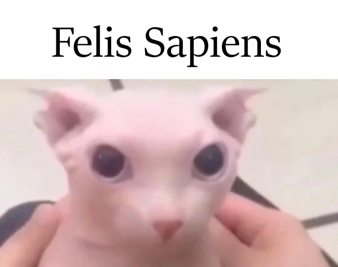 Bingus (Species) | Bingusverse Wiki | Fandom