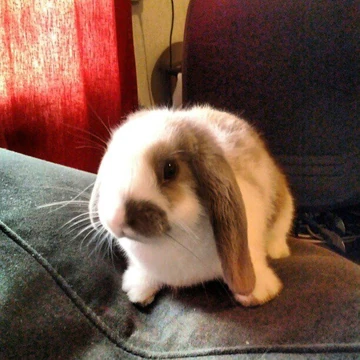 Bini the Bunny Wiki | Fandom
