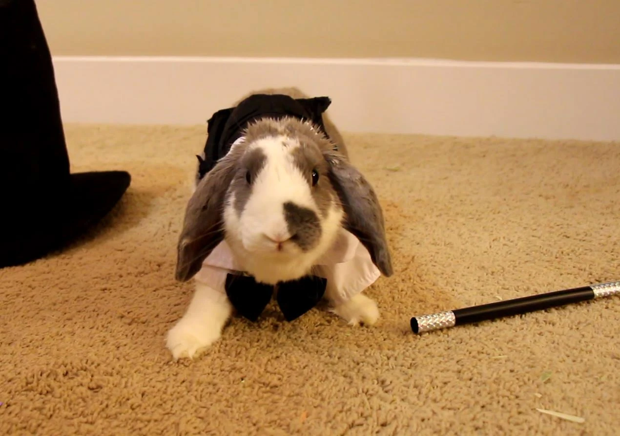 Category:Animals | Bini the Bunny Wiki | Fandom