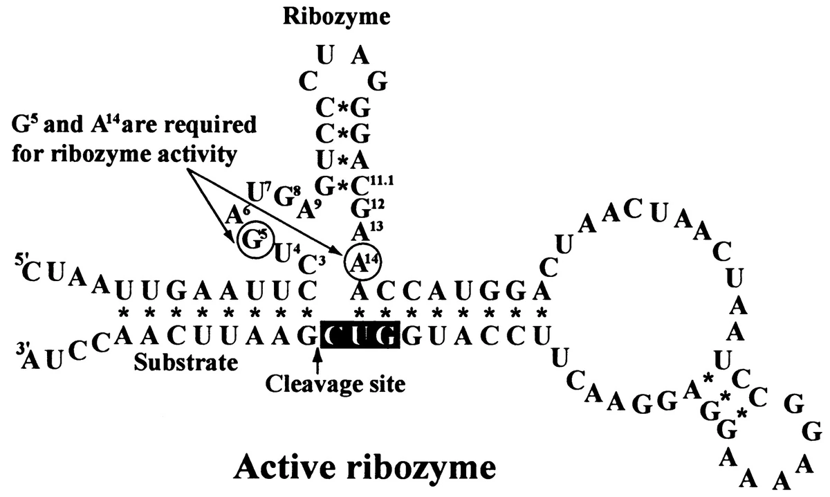 Ribozyme | Bioinformatics Wikia | Fandom