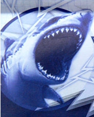 Great white shark | Bio-bytes biography Wiki | Fandom