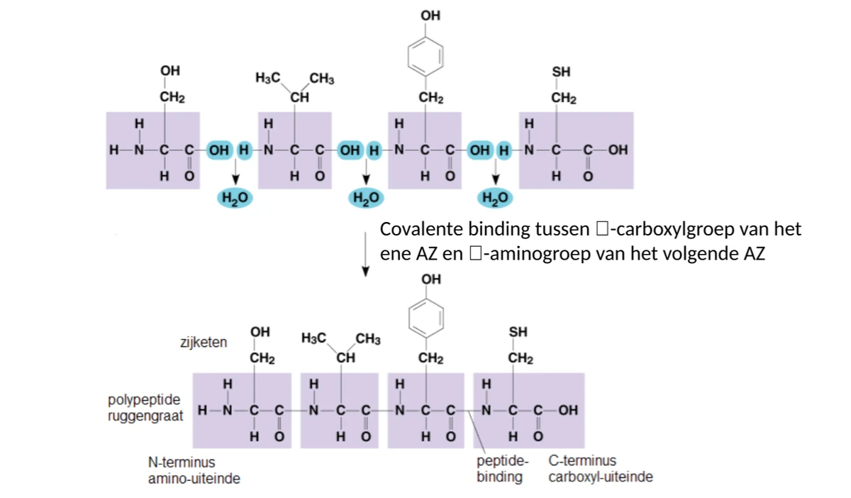 Peptiden | Biochemie Wiki | Fandom