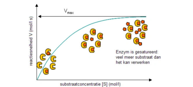 Wat is enzymkinetiek | Biochemie Wiki | Fandom