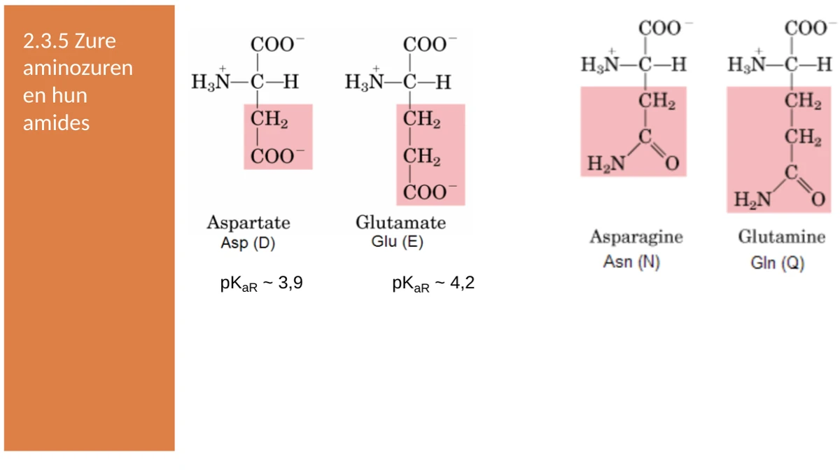 Zure aminozuren | Biochemie Wiki | Fandom