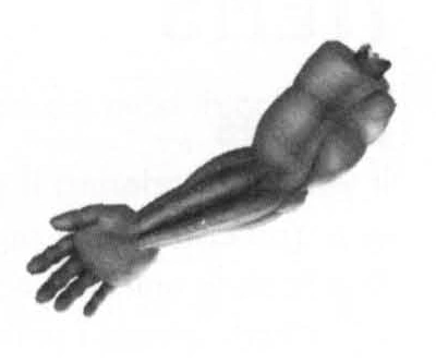 Caynan's arm | Bioforge Wiki | Fandom