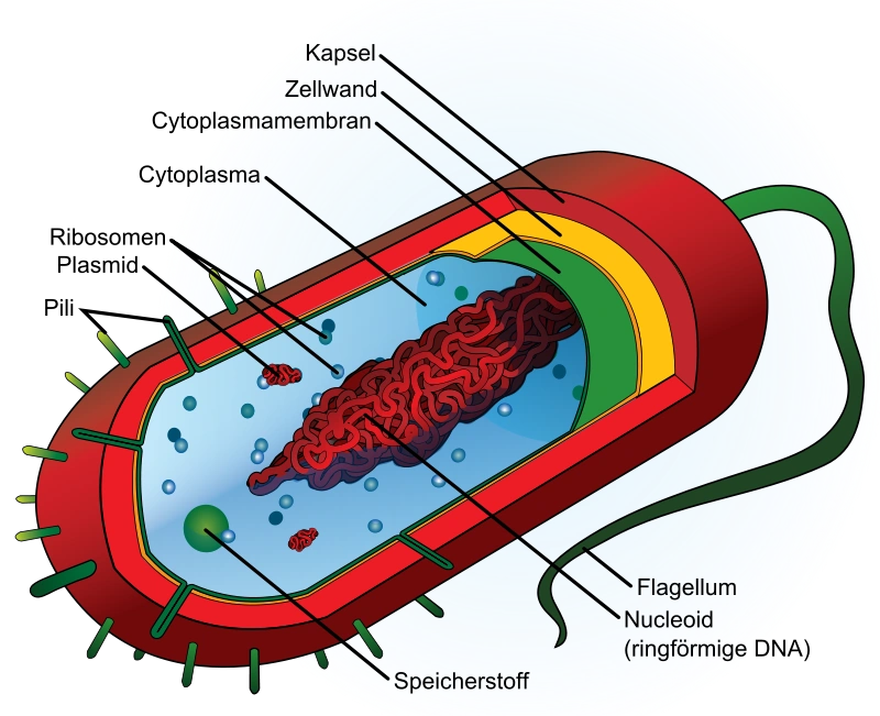 Procyte | Biologie Wiki | Fandom