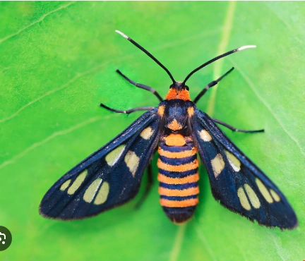 Hubner's Wasp Moth | Biology Wiki | Fandom