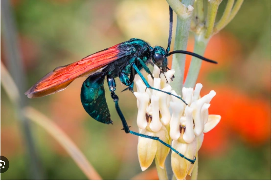 Tarantula Hawk | Biology Wiki | Fandom