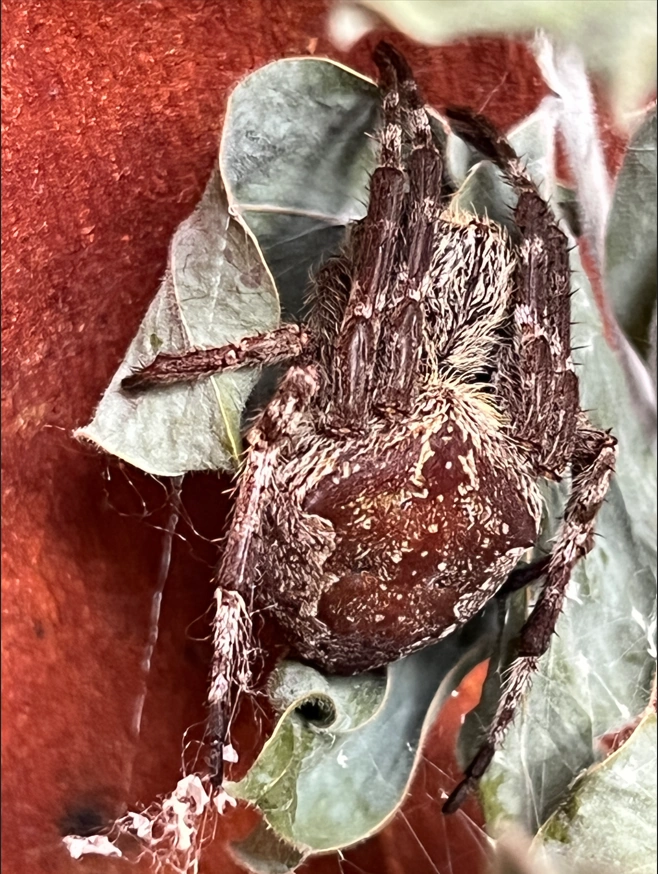 Australian Garden Orb Weaver Spider | Biology Wiki | Fandom