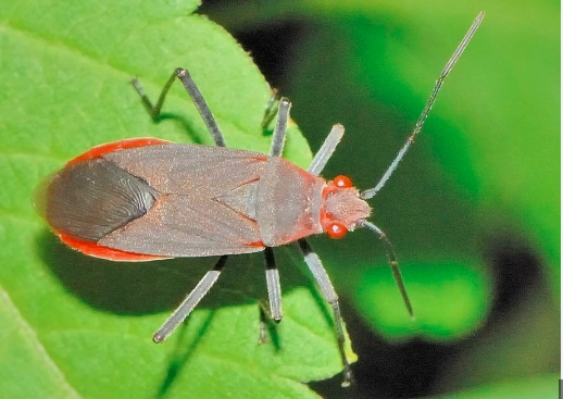 Ground Red-Eyes Bug | Biology Wiki | Fandom