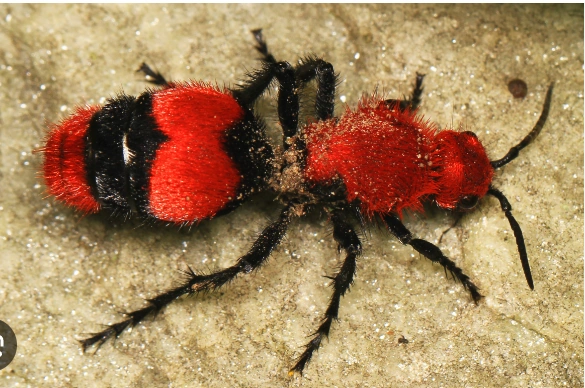 Velvet Ant (Cow Killer) | Biology Wiki | Fandom