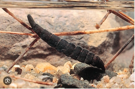 Larva | Biology Wiki | Fandom