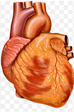 Human Heart | Biology Wiki | Fandom
