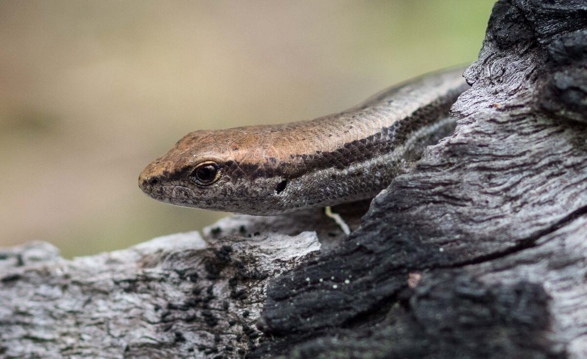 Common Garden Skink | Biology Wiki | Fandom