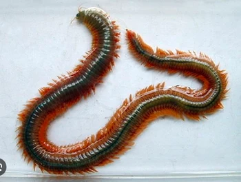 Clam Worm | Biology Wiki | Fandom