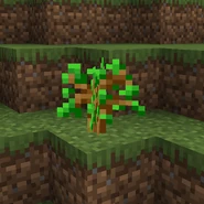 Saplings | Biomes O' Plenty Wiki | Fandom