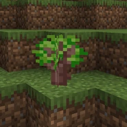 Saplings | Biomes O' Plenty Wiki | Fandom