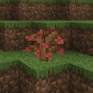 Saplings | Biomes O' Plenty Wiki | Fandom