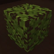 Palm Tree | Biomes O' Plenty Wiki | Fandom