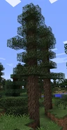 Pine Tree | Biomes O' Plenty Wiki | Fandom